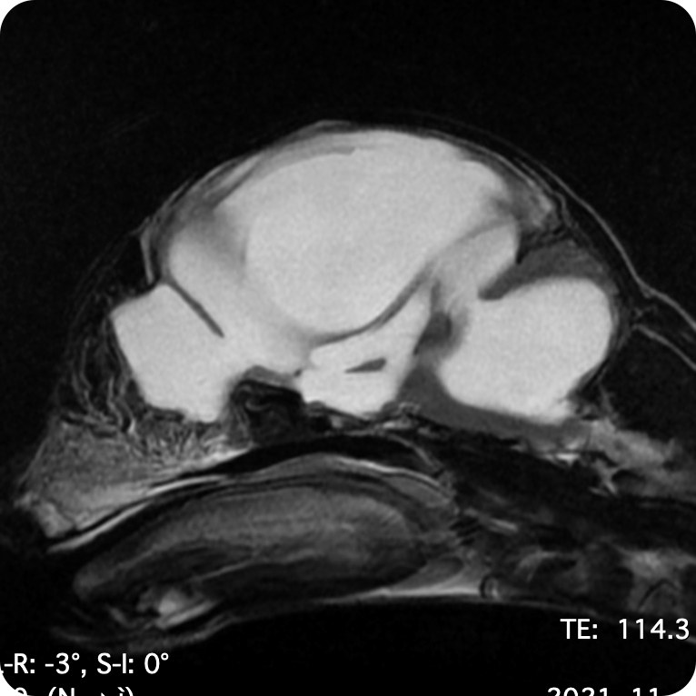 SAG_FSE_T2 – 오아시스 정형외과 신경외과 동물병원